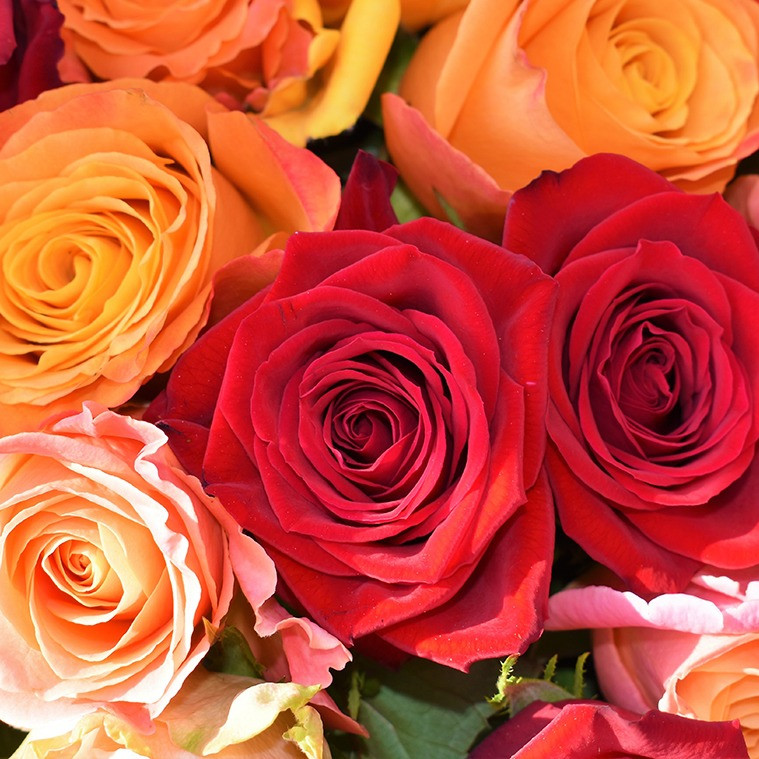 The Thousand Year Rose: Did You Know? | Garden America