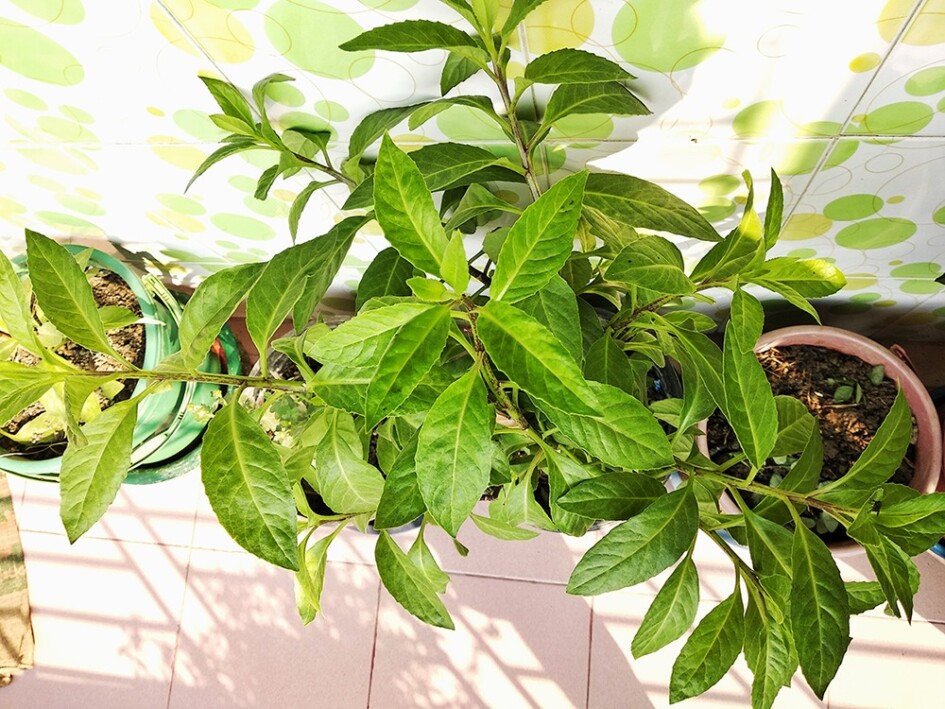 Gynura Procumbens: Did You Know? | Garden America