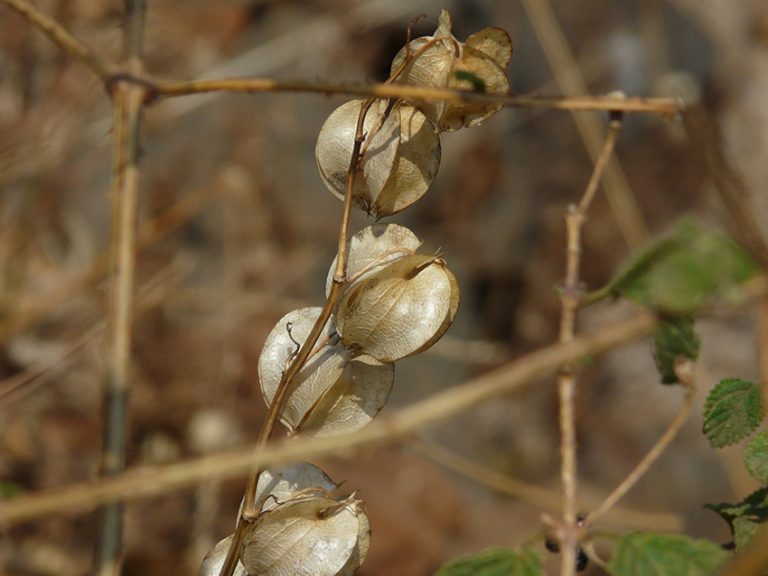 Shoo-Fly Plant: Did You Know? | Garden America