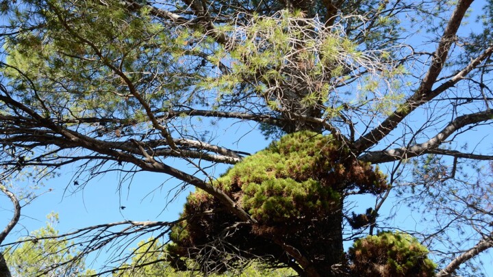 Witches' Broom: Did You Know? | Garden America