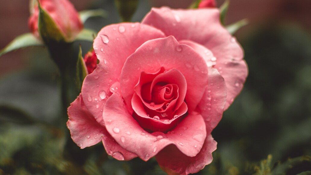 The Riddle of The "Crestline Mulberry" Rose | Garden America