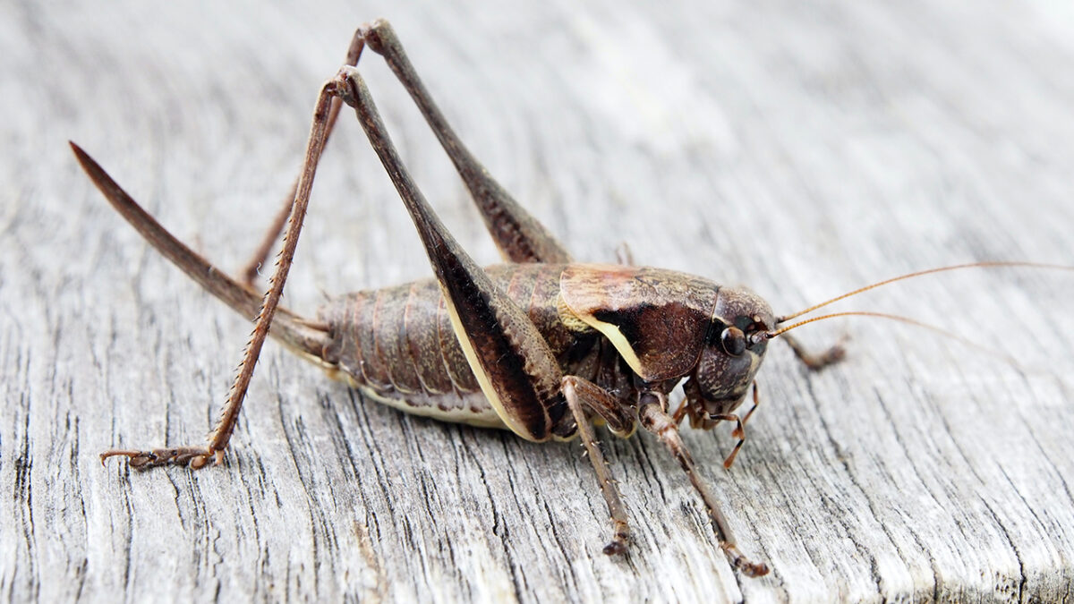 Crickets Do Math: Did You Know? | Garden America