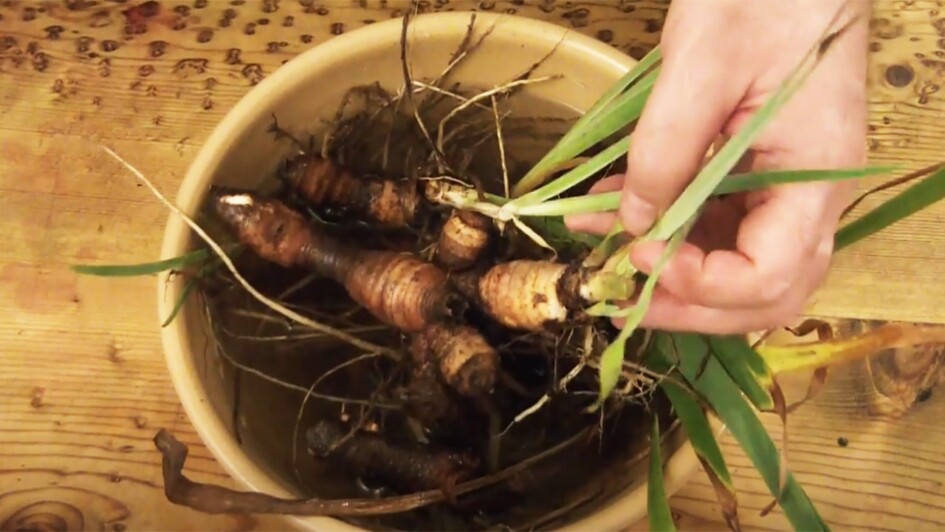 Orris Root: Did You Know? | Garden America