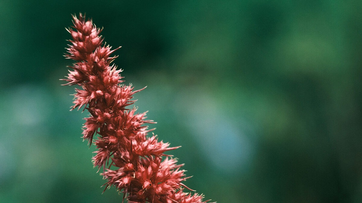 Amaranth: Did You Know? | Garden America