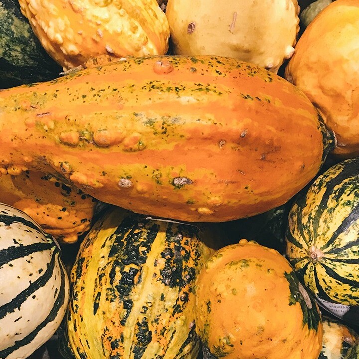 Summer Vegetables | Garden America