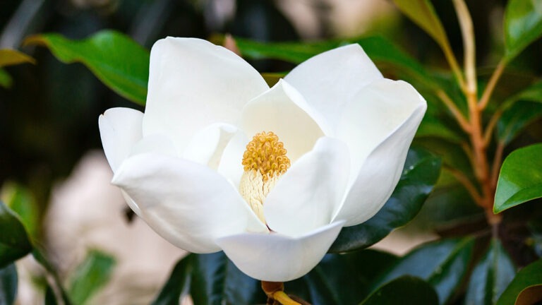 Cuban Magnolias: Did You Know? | Garden America
