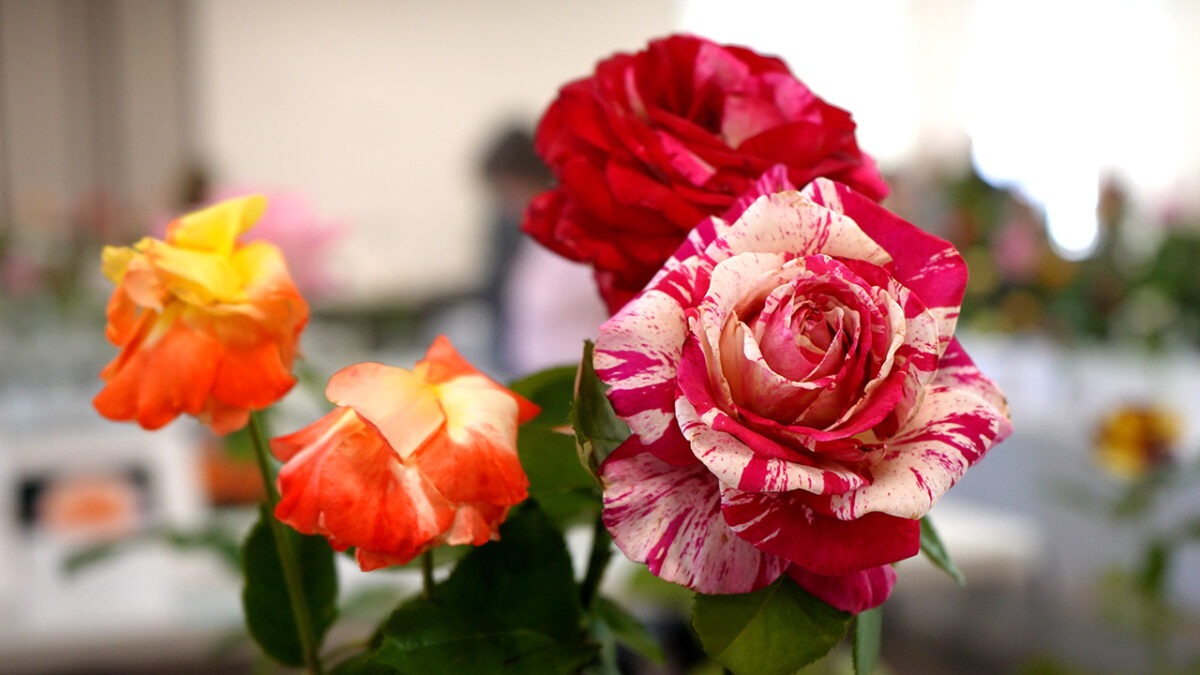 Roses: Did You Know? | Garden America
