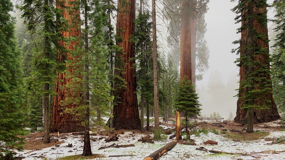 Giant Sequoias In Michigan? | Garden America