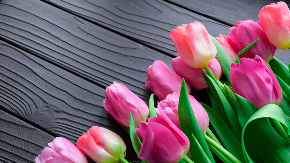 American Tulip Day in California | Garden America