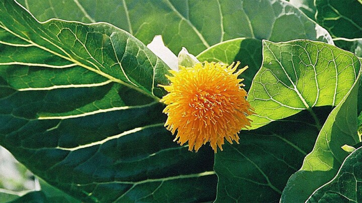 The Cabbage Tree: Did You Know? | Garden America