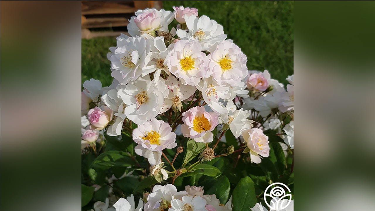 Rose Named After Tomb Of The Unknown Solider | Garden America