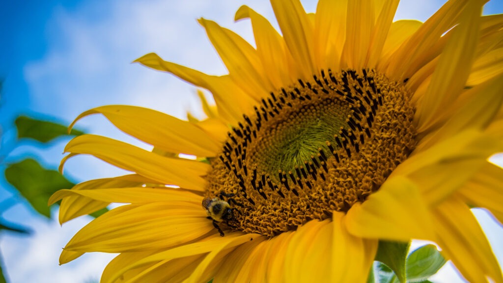 Mathematical Patterns In Sunflowers | Garden America