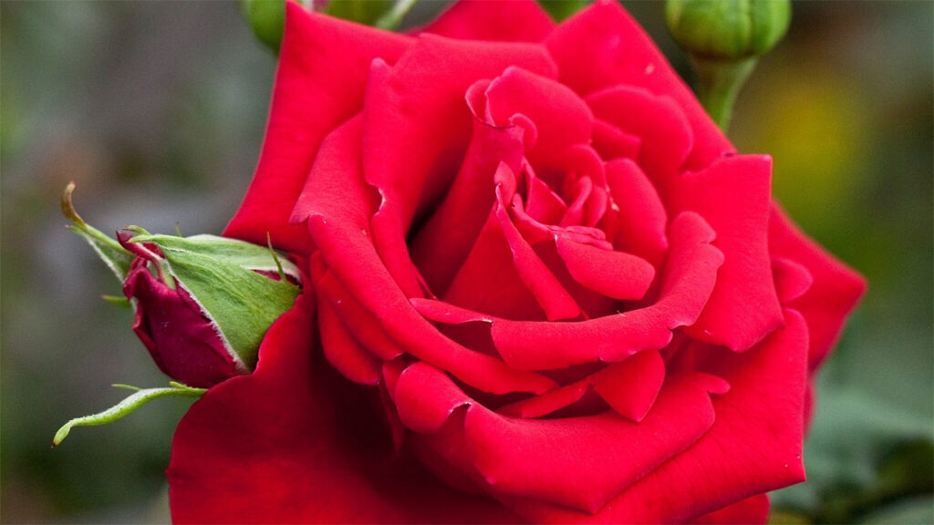 Veterans' Honor Hybrid Tea Roses: Did You Know? | Garden America