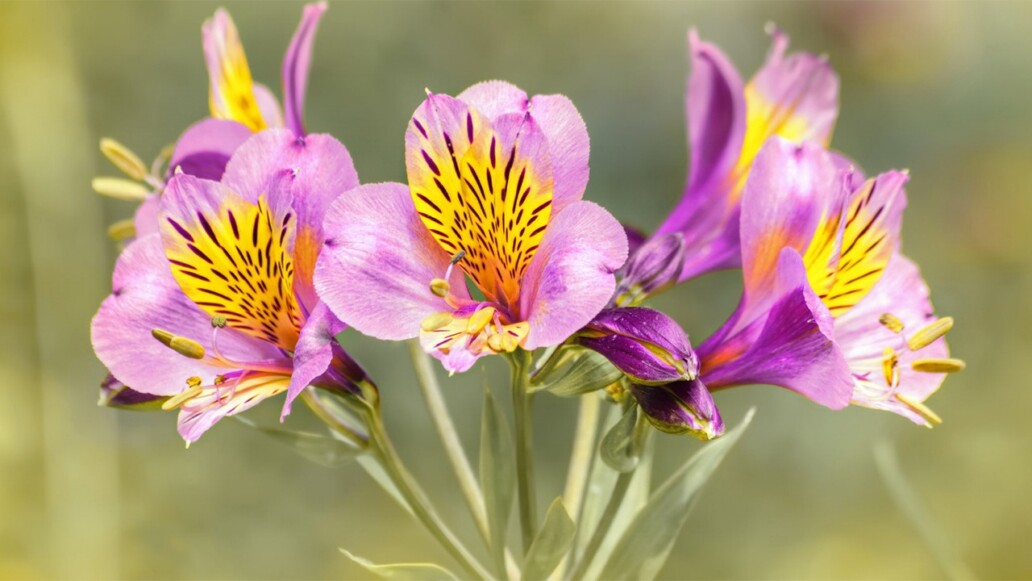 Peruvian Lily Growing Tips & Tricks | Garden America