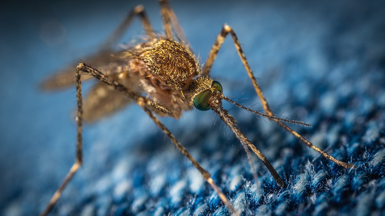 PODCAST: Effective Mosquito Control Solutions with Bill Stengel [6.3.23 ...