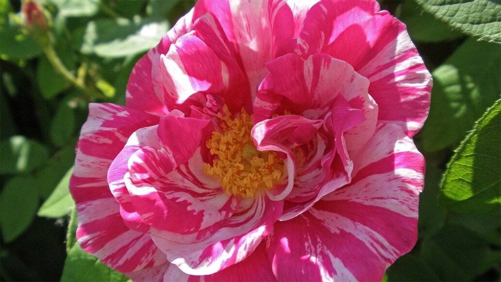 History of The Rosa Mundi: Did You Know? | Garden America