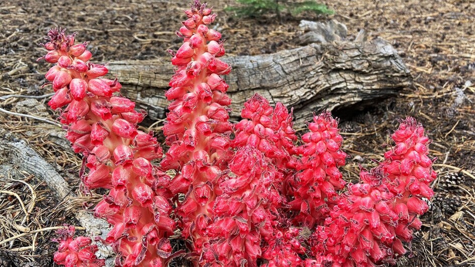 Snow Flower: Did You Know? | Garden America