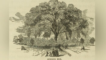 The Great Elm Liberty Tree: Did You Know? | Garden America