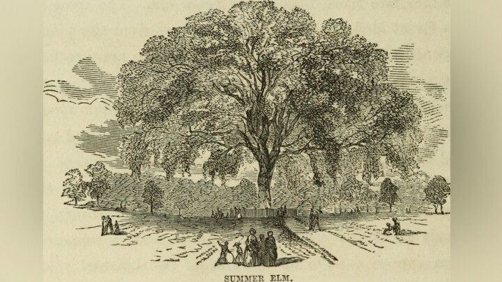 The Great Elm Liberty Tree: Did You Know? | Garden America