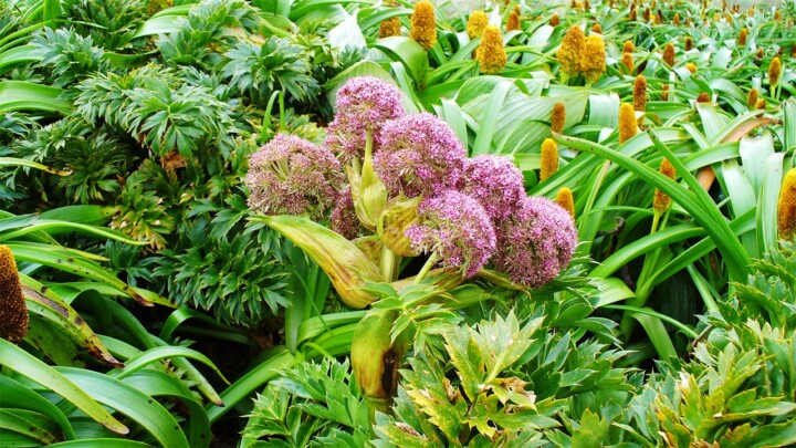 Megaherbs: Did You Know? | Garden America