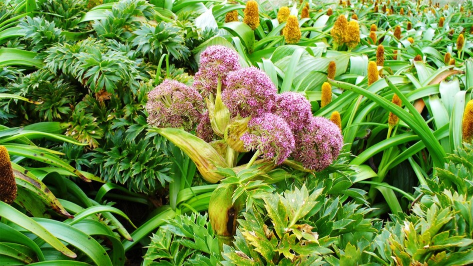 Megaherbs: Did You Know? | Garden America