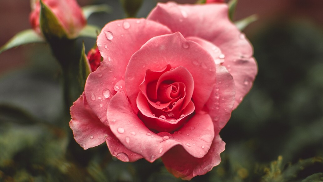 9 Easy Steps To Start Roses From Cuttings | Garden America
