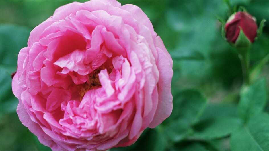 The Riddle of The "Crestline Mulberry" Rose Solved | Garden America