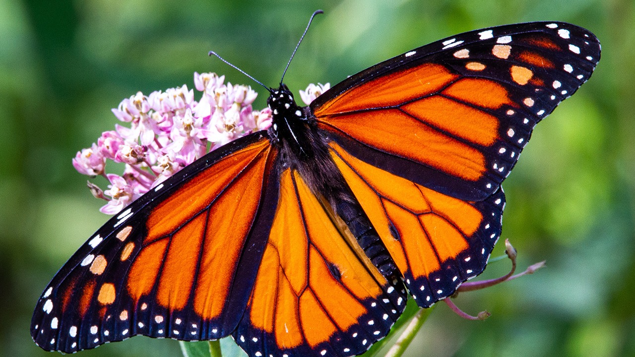 PODCAST: Amazing Monarch Butterflies with Victoria Beeler [8.5.23 ...