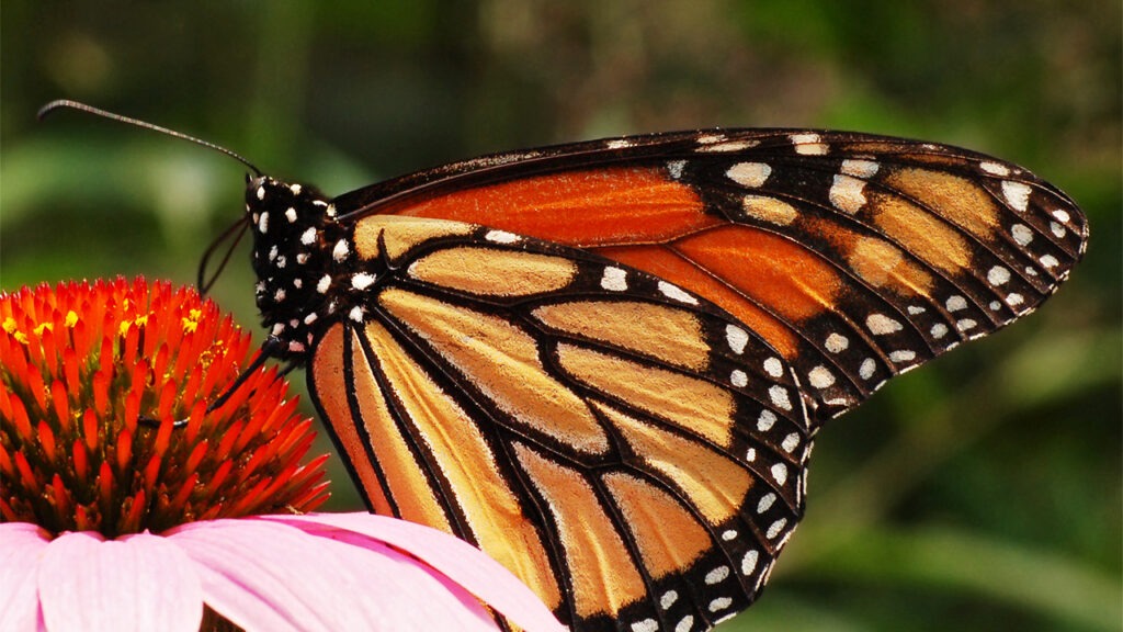 A Story Of The Monarch Butterfly And Milkweed Garden America