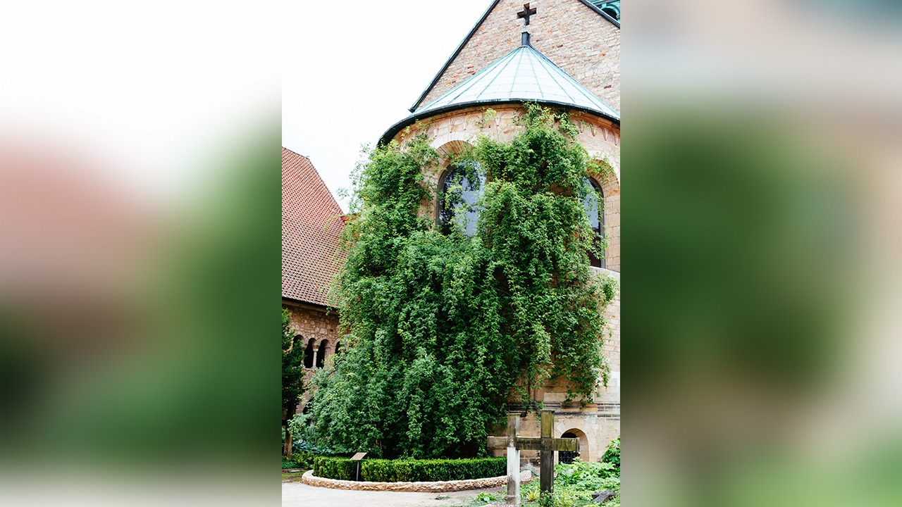 The Thousand Year Rose: Did You Know? | Garden America