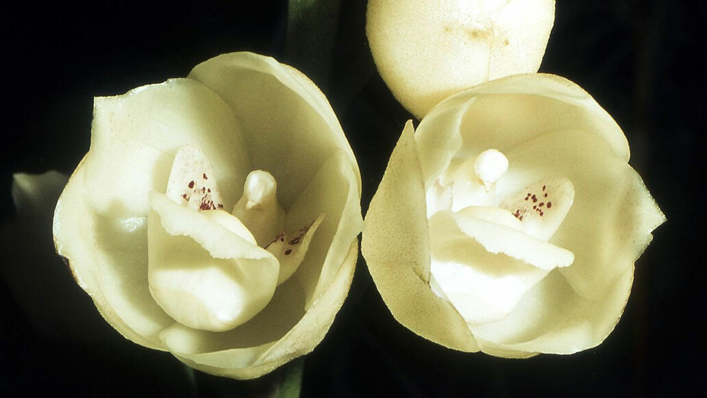 The Holy Ghost Orchid: Did You Know? | Garden America