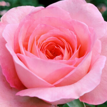 The Thousand Year Rose: Did You Know? | Garden America