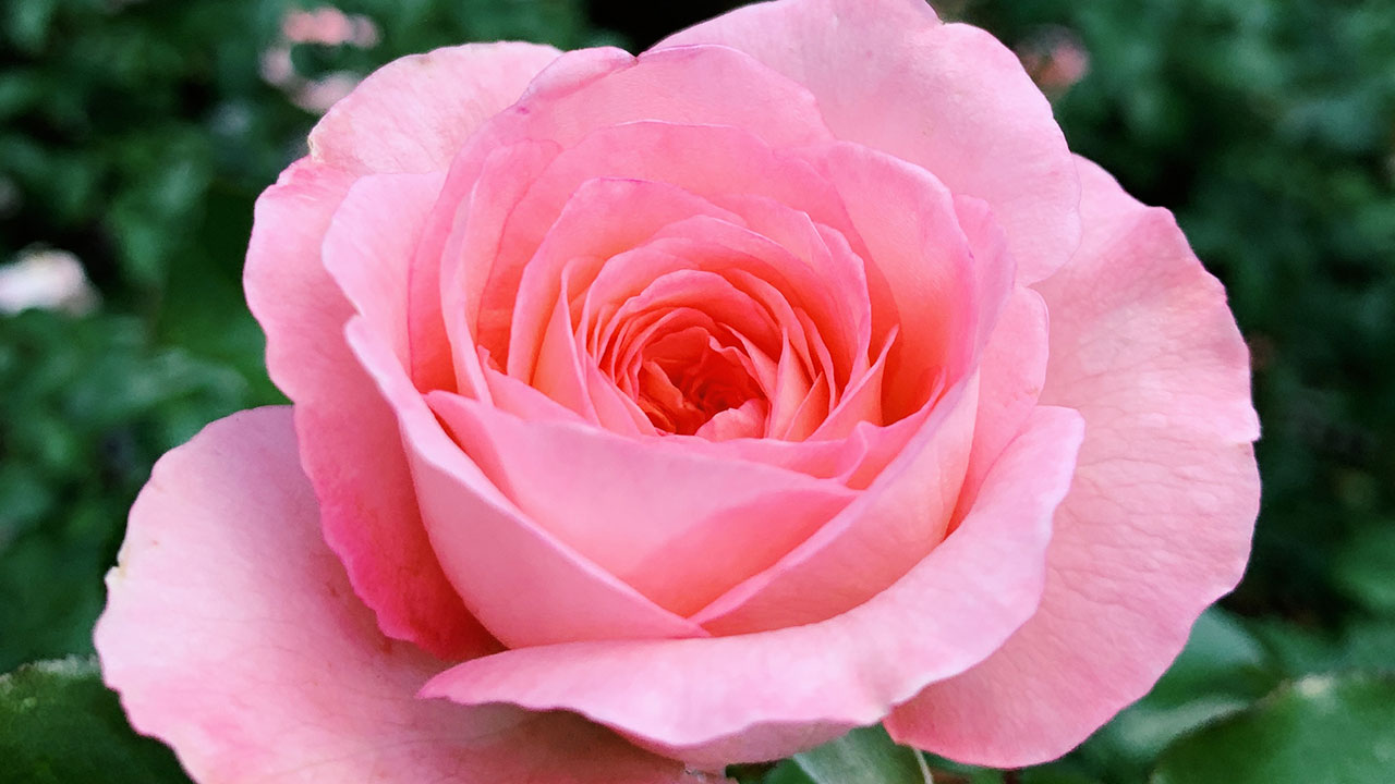 PODCAST: Rose Adventures & Preservation with Gregg Lowery [10.7.23 ...