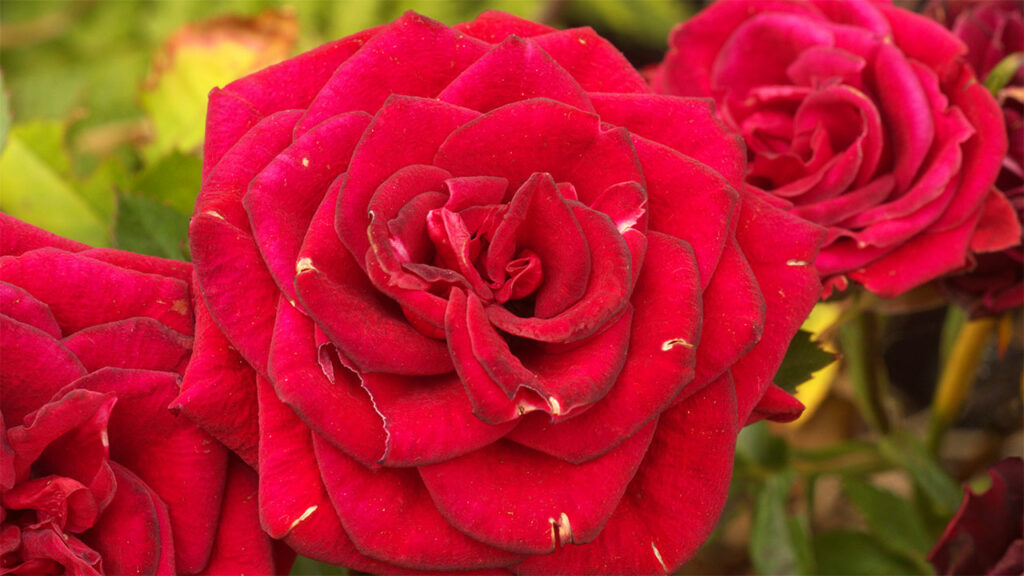 Trailblazing Women in Rose Breeding: Dee Bennett, Ann Bentall, and Vera ...