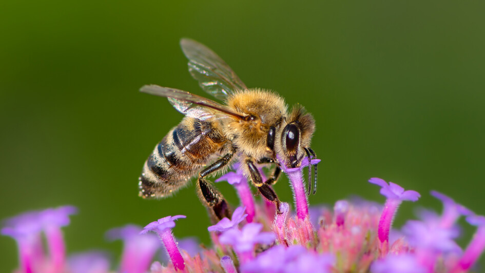 The Buzz about Bees: Top Plants to Attract Pollinators to Your Garden ...