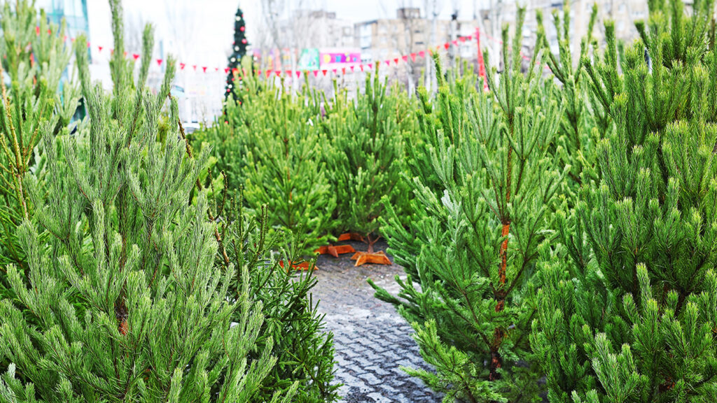 The Most Popular Christmas Trees In The USA | Garden America