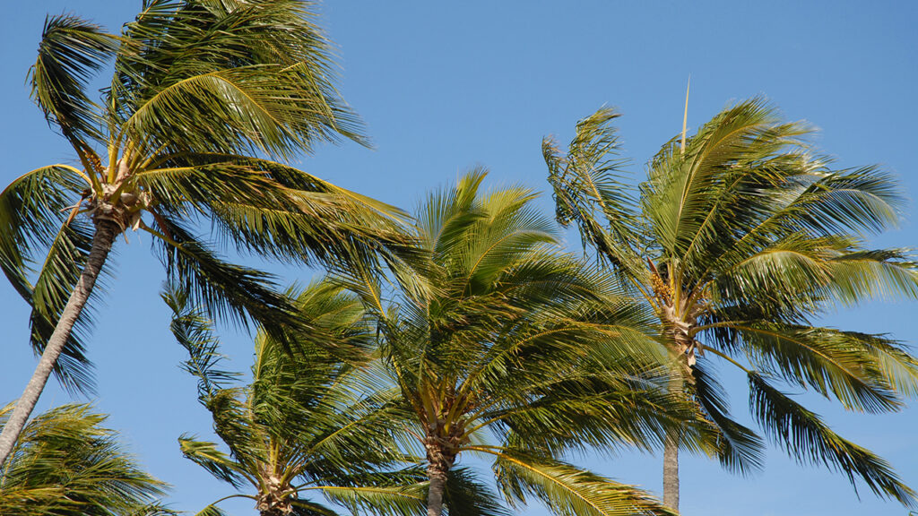 Nature's Resilient Strategies of Trees | Garden America