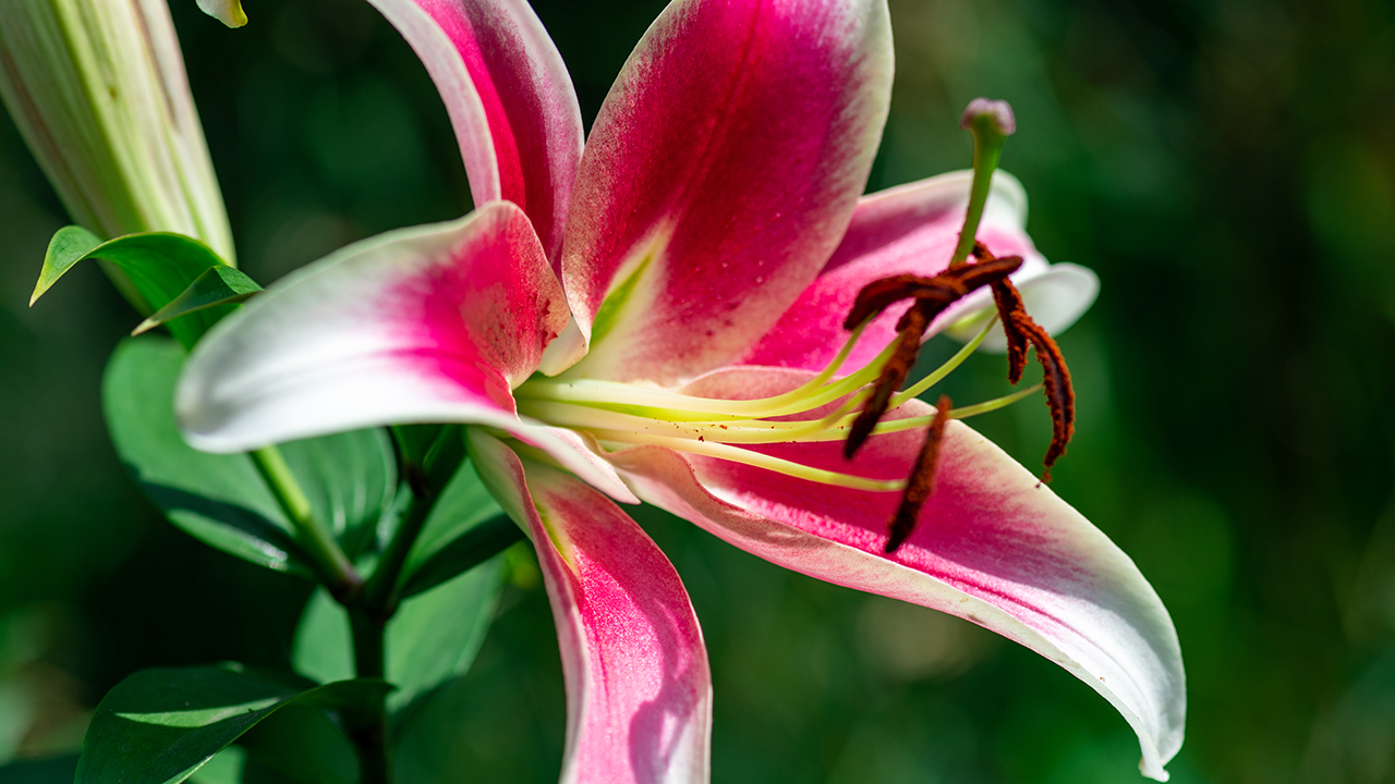 Gardening Talk Radio Show - Garden America Inc.