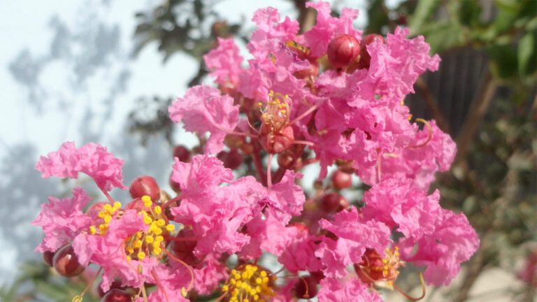 Crepe Myrtles: Did You Know? | Garden America