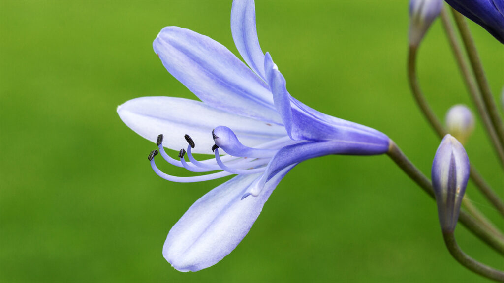 New Agapanthus Varieties: Vibrant Blooms for Any Garden | Garden America