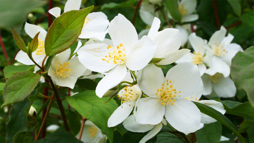 Idaho's State Flower (Lewis' Mock-Orange): Did You Know? | Garden America
