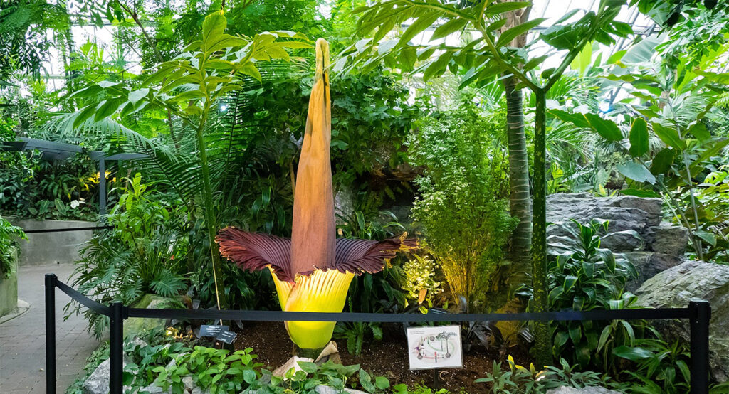 Titan Arum (Corpse Flower): Did You Know? | Garden America