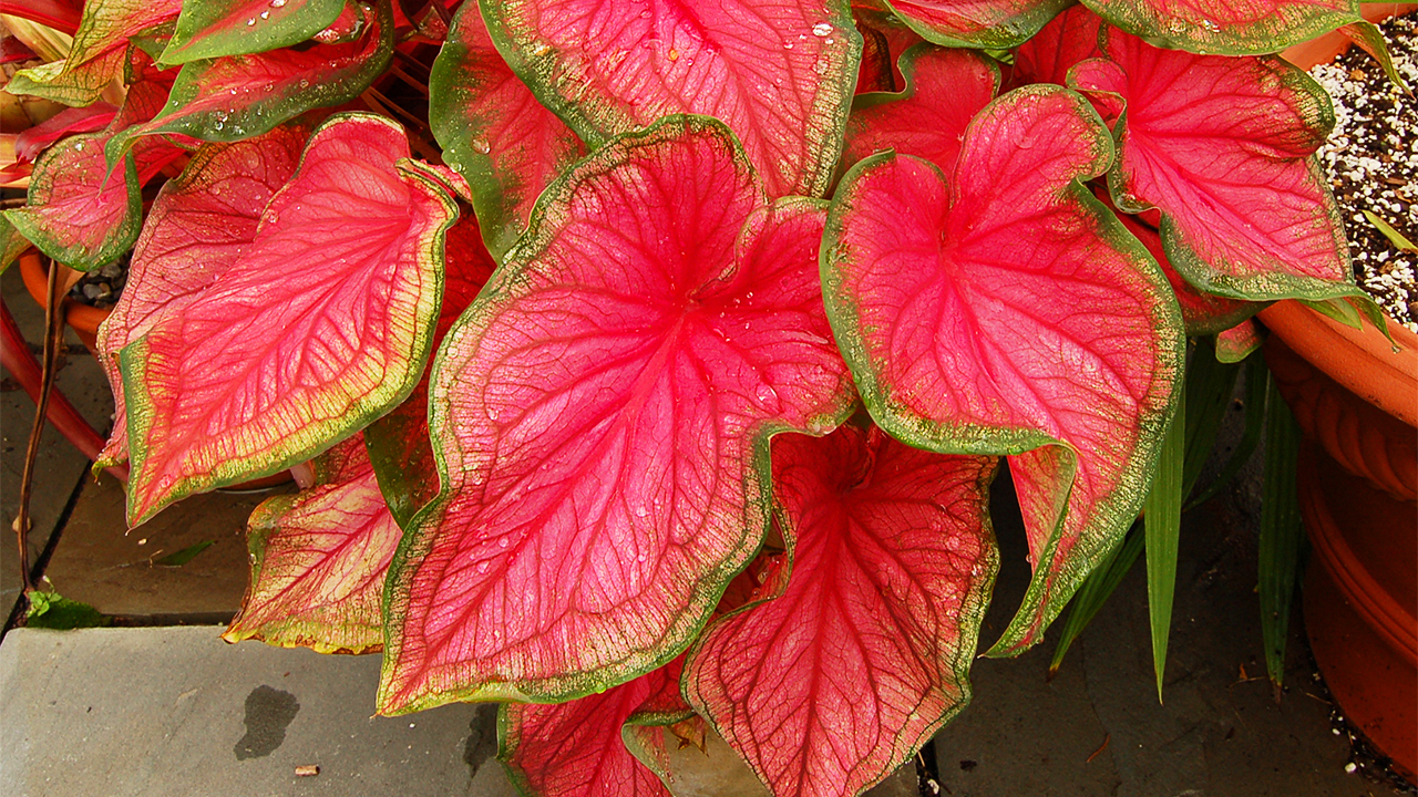 PODCAST: Caladiums Breeding & Propagation with Clay Wallace [7.20.24 ...