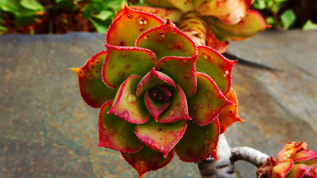 New Aeonium Hybrid Delights For Succulent Enthusiasts | Garden America