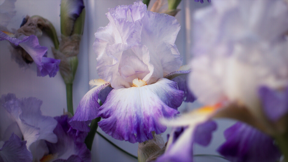 August Gardening: Plant and Divide Bearded Irises for Stunning Spring ...