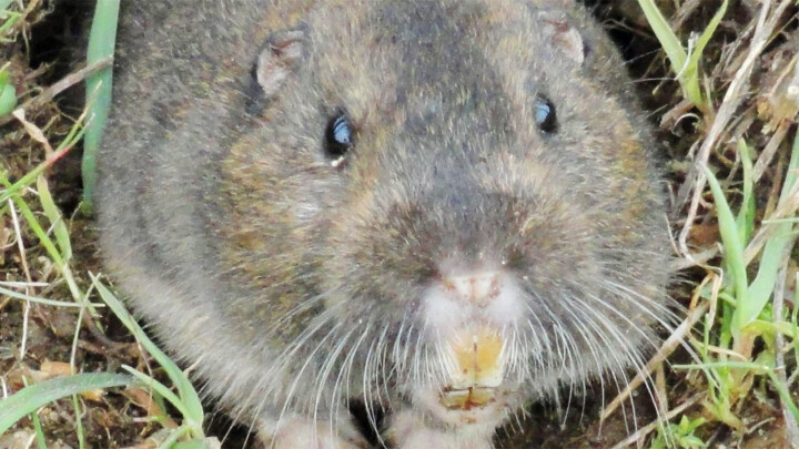 When Nature Strikes: My Gopher Bite Story | Garden America