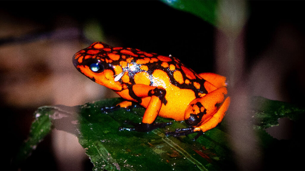 Poison Dart Frogs: Did You Know? | Garden America