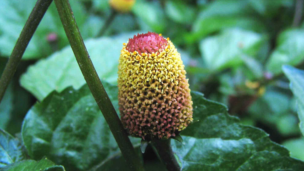 This Amazing Tiny Plant Is Great For Toothaches | Garden America