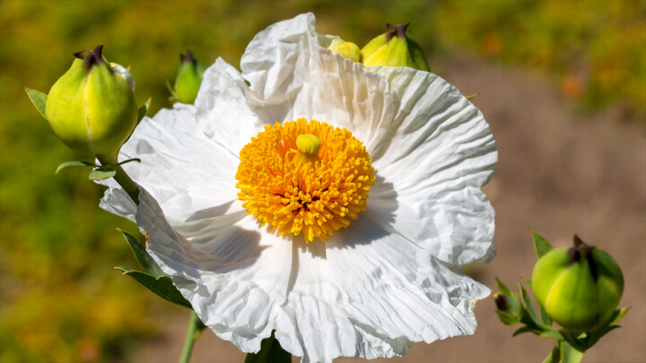 Matilija Poppy: Nature’s Grand, Resilient Beauty | Garden America