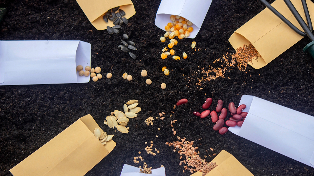 PODCAST: Growing Your Own Fresh Harvest with Renee Shepherd [9.14.24]